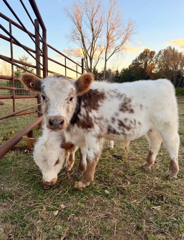 Mini Moos Cows - Miniature Highland Cows for Sale